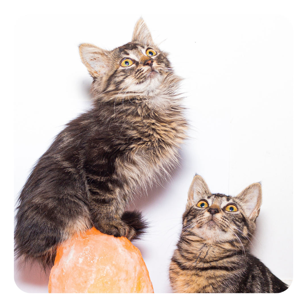 Felis Catus - Rescate y adopción de felinos